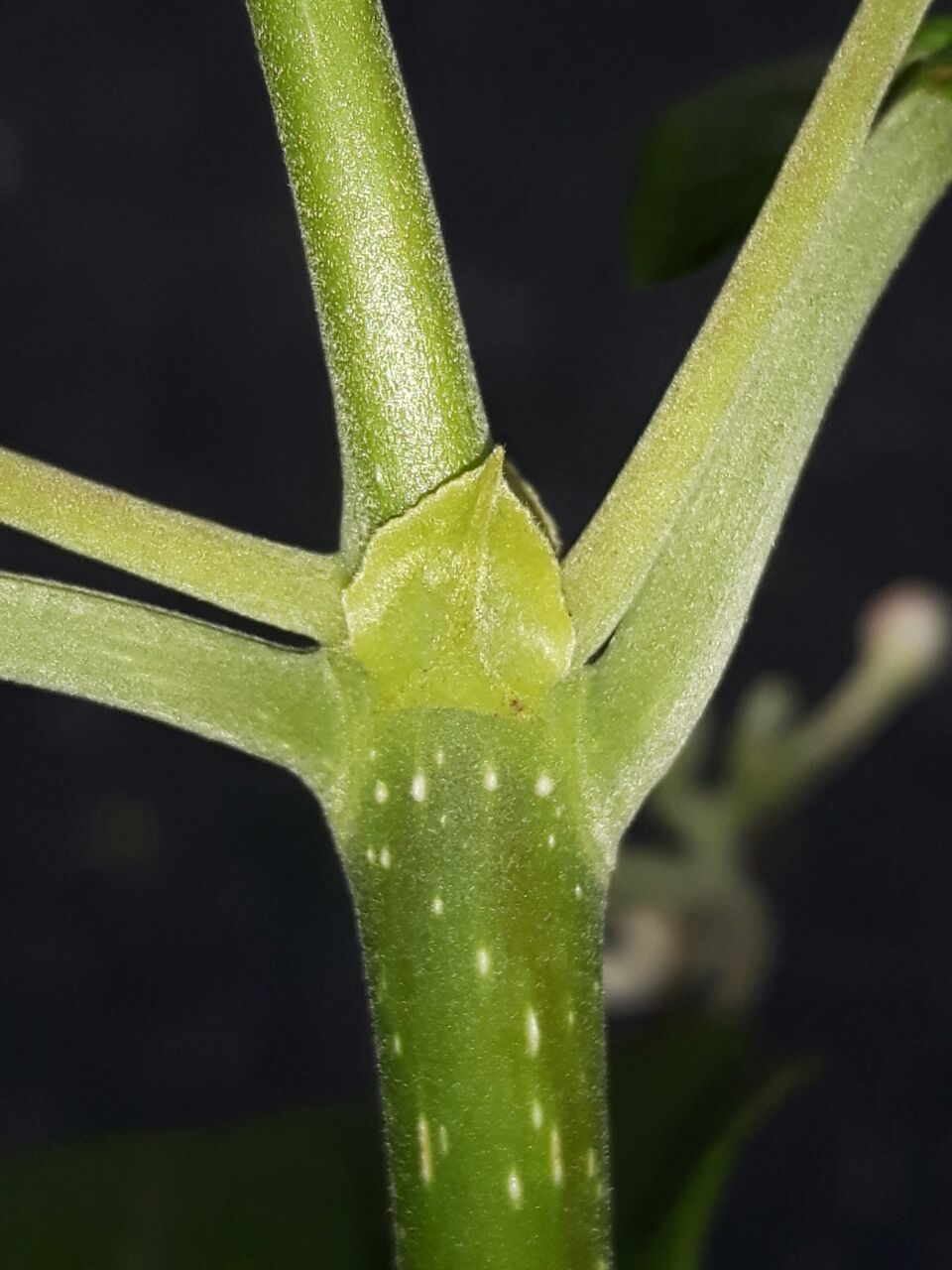 Flora campus I: Rubiaceae - Guettarda viburnoides Cham. & Schltdl.