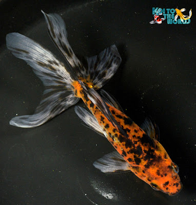 Koi To The World: Watonai Goldfish