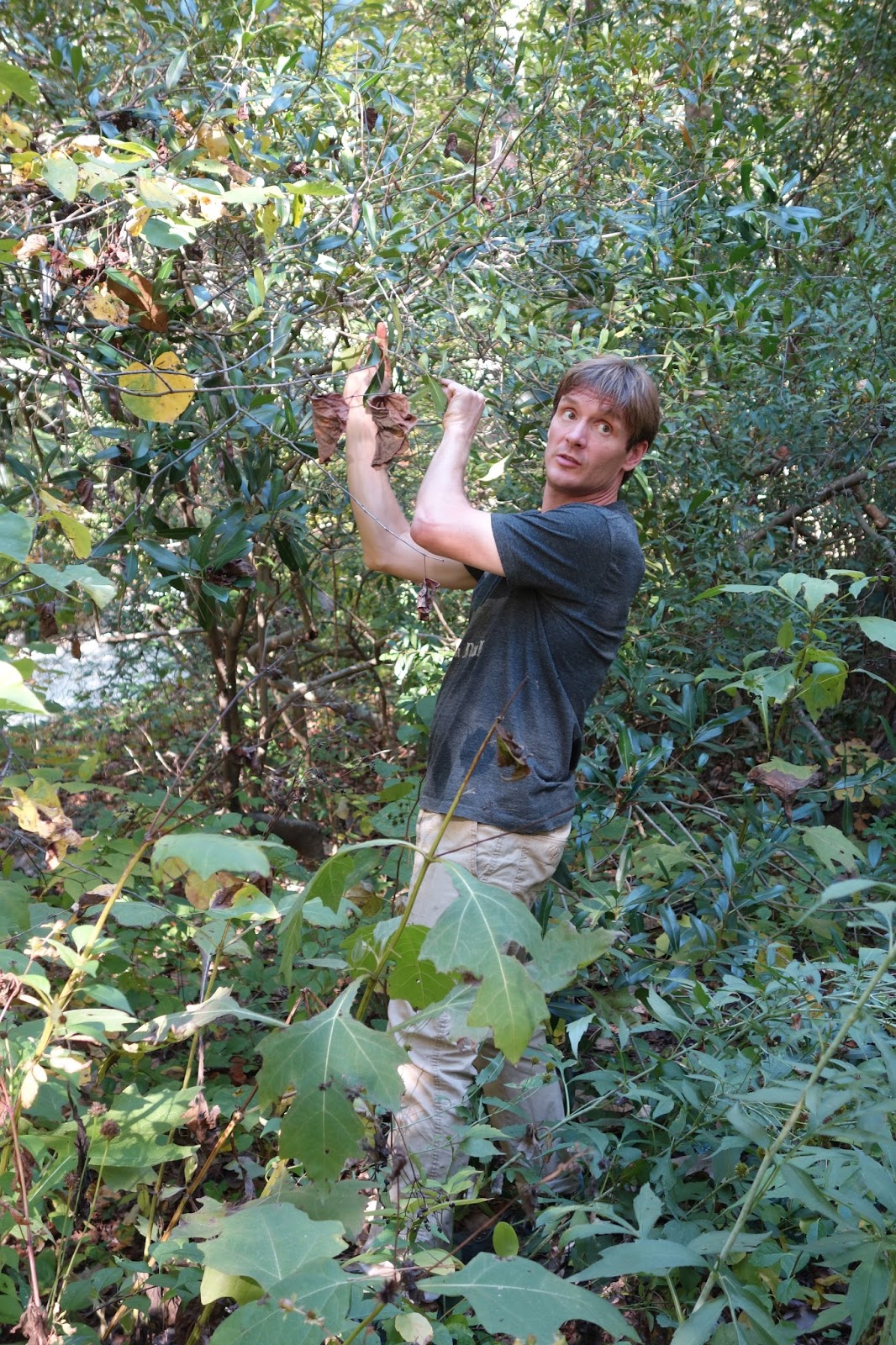 gardens@duke: The Blomquist Garden of Native Plants: A Museum in the Woods