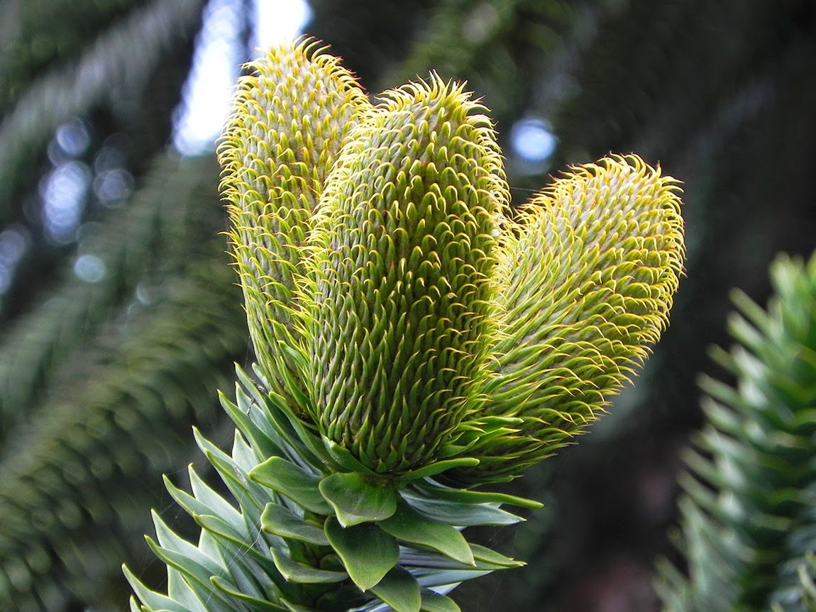 Á R B O L E S . . (T R E E S): Araucaria araucana (Molina) K.Koch ...