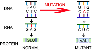 # 36 Gene mutation, sickle cell anaemia | Biology Notes for A level