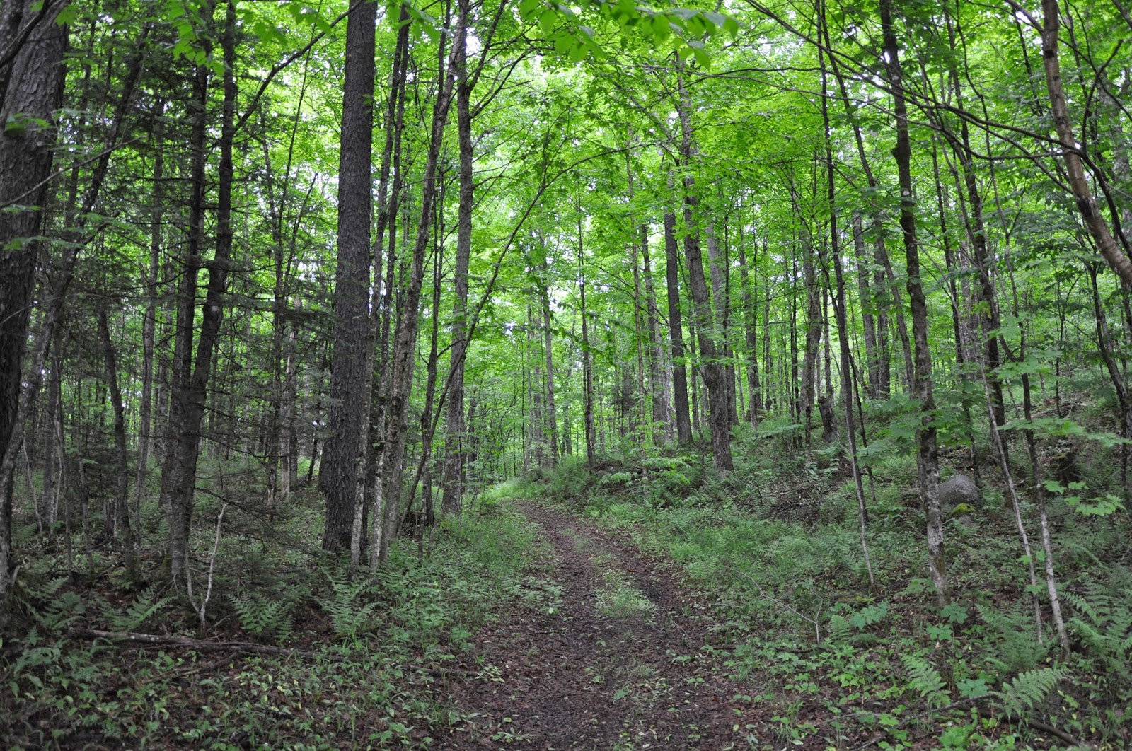 An Adirondack Naturalist in Illinois: Day Three - Spring Pond Bog, John ...