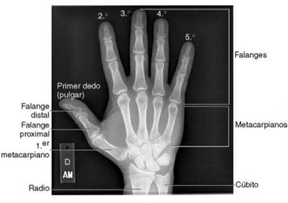 proyeccionesradiologicas: mano