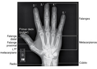 proyeccionesradiologicas: mano