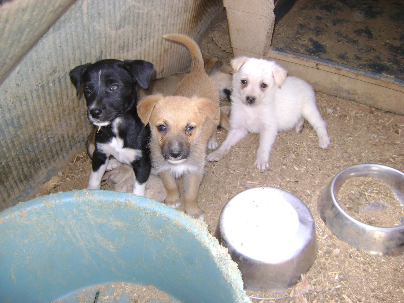 PROTECTORA D'ANIMALS LYDIA ARGILÉS: 14 BEBES NOS QUEDAN PARA ADOPTAR