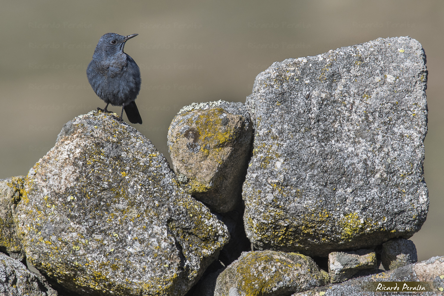 Ricardo Peralta. Fotógrafo de Naturaleza: Roquero Solitario (Monticola ...