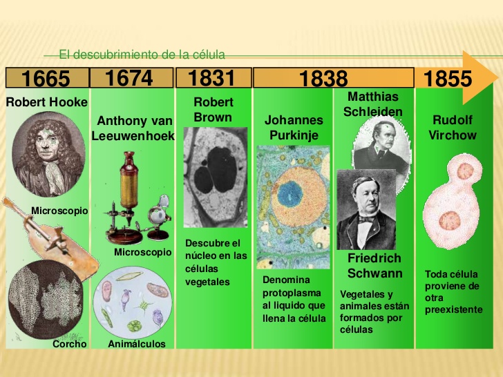 TODO SOBRE LA CÉLULA: HISTORIA DE LA CÉLULA