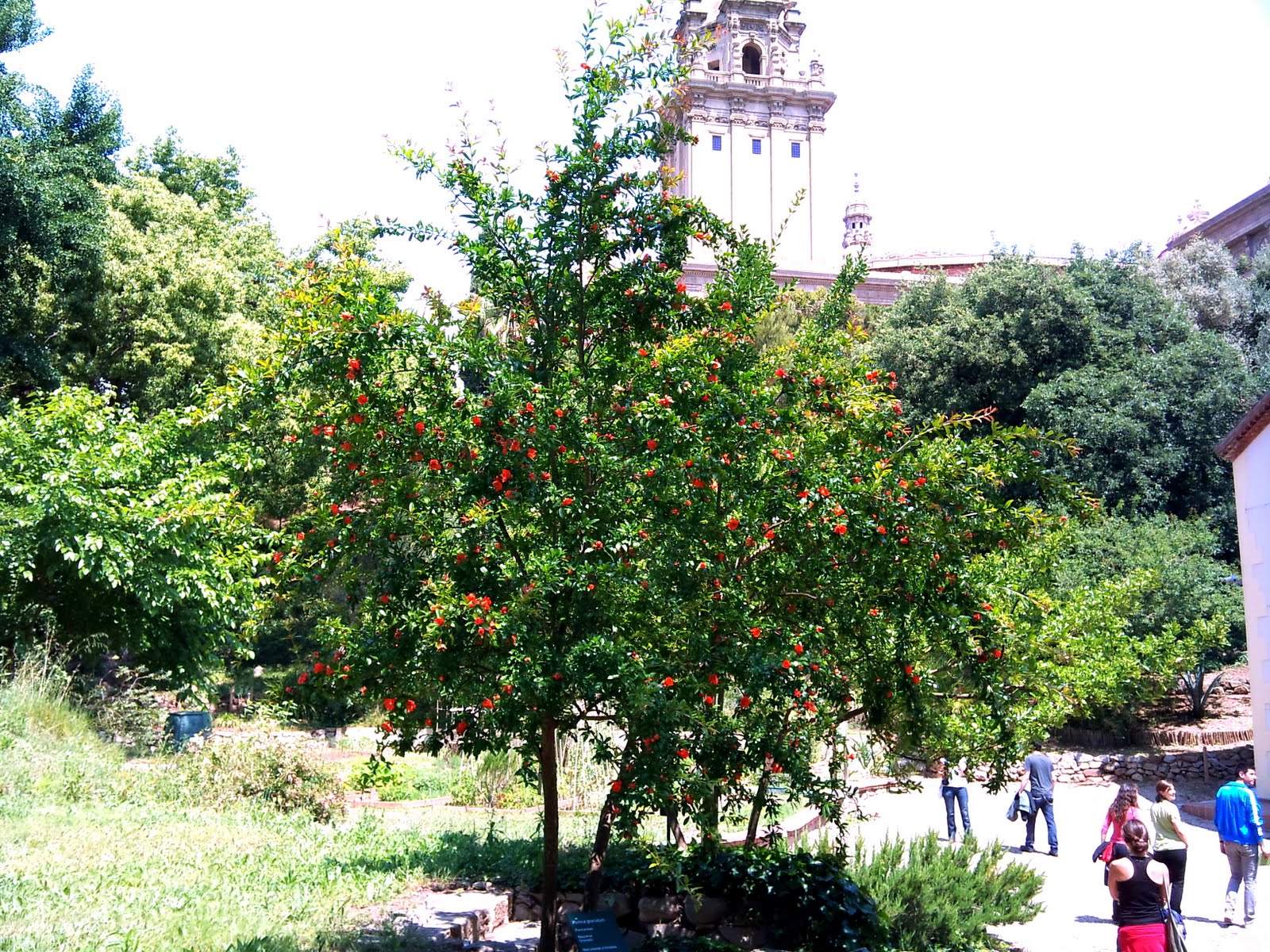 Árboles con alma: Granado. Magraner. (Punica granatum)