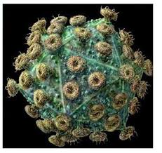 FOOT-AND-MOUTH DISEASE (AGROPECUÁRIA)