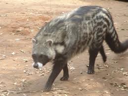 African Civet Animal | Facts Information & Latest Pictures | All ...