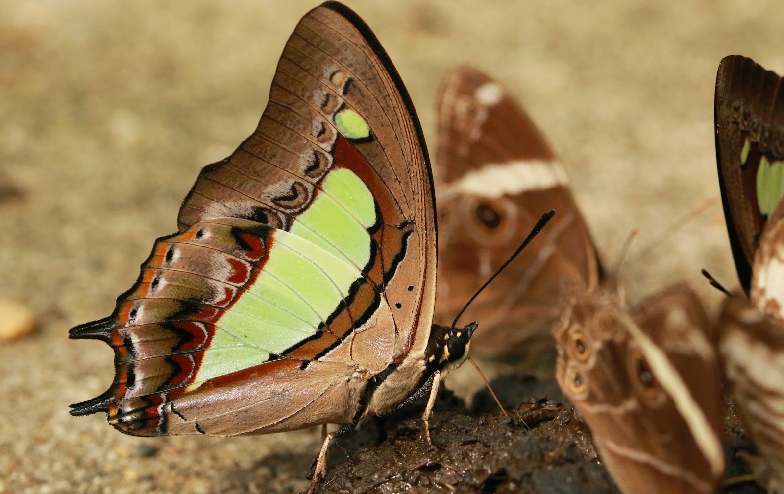 Butterflies of Vietnam: Trip to Cuc Phuong N.P.