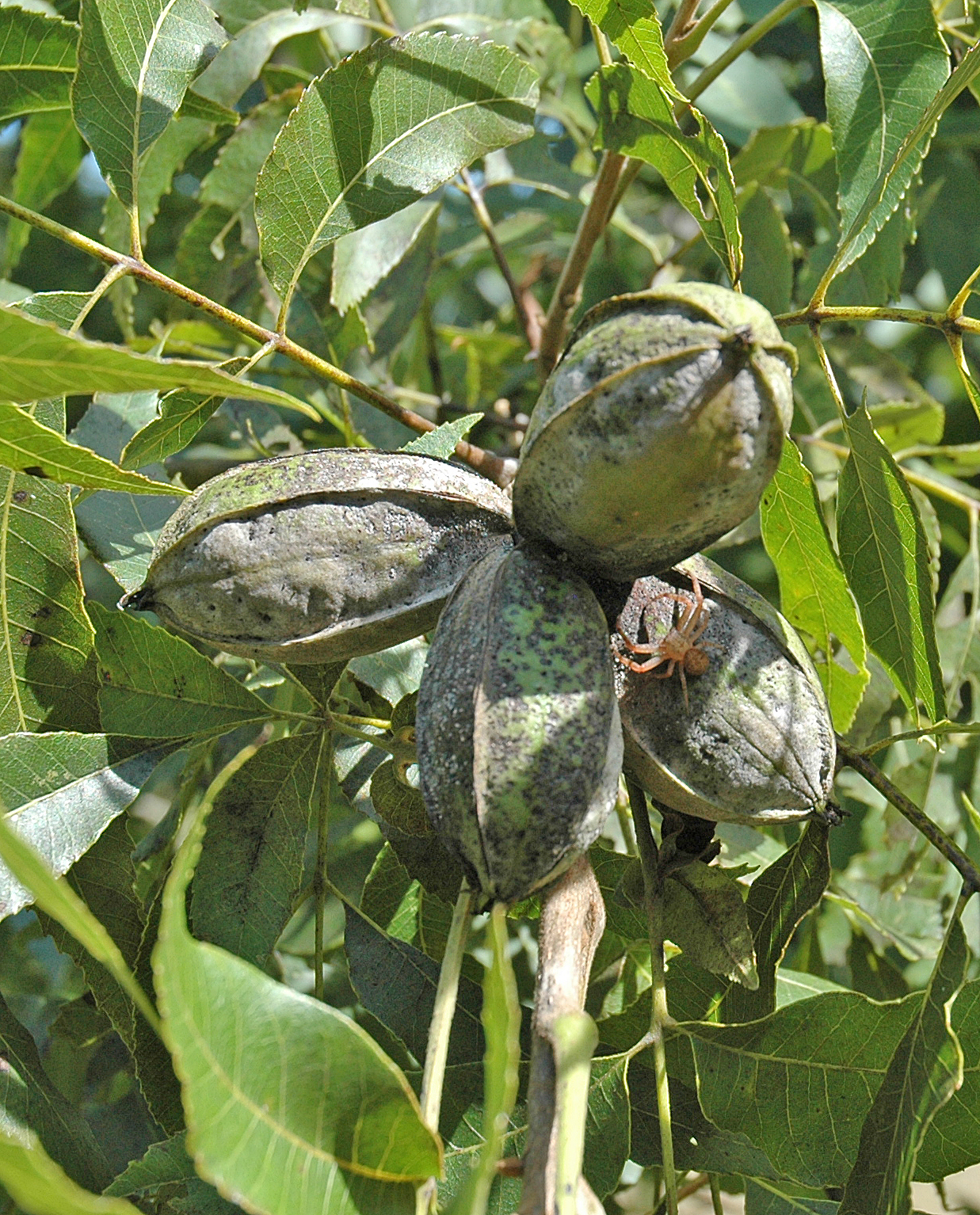 Northern Pecans: Scab on 'Mandan' pecan