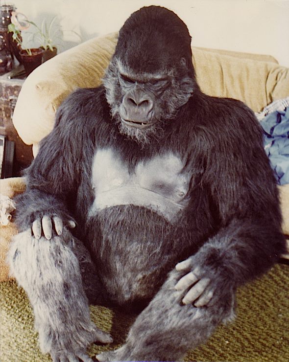 Hollywood Gorilla Men: So the Fly and a Gorilla walk into a bar........