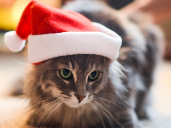 Photo de chat: Photo de chat de Noël