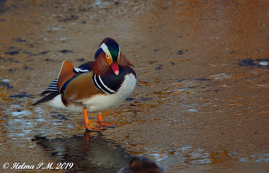 Helma's natuurfoto's: Mandarijneend - Aix galericulata..................