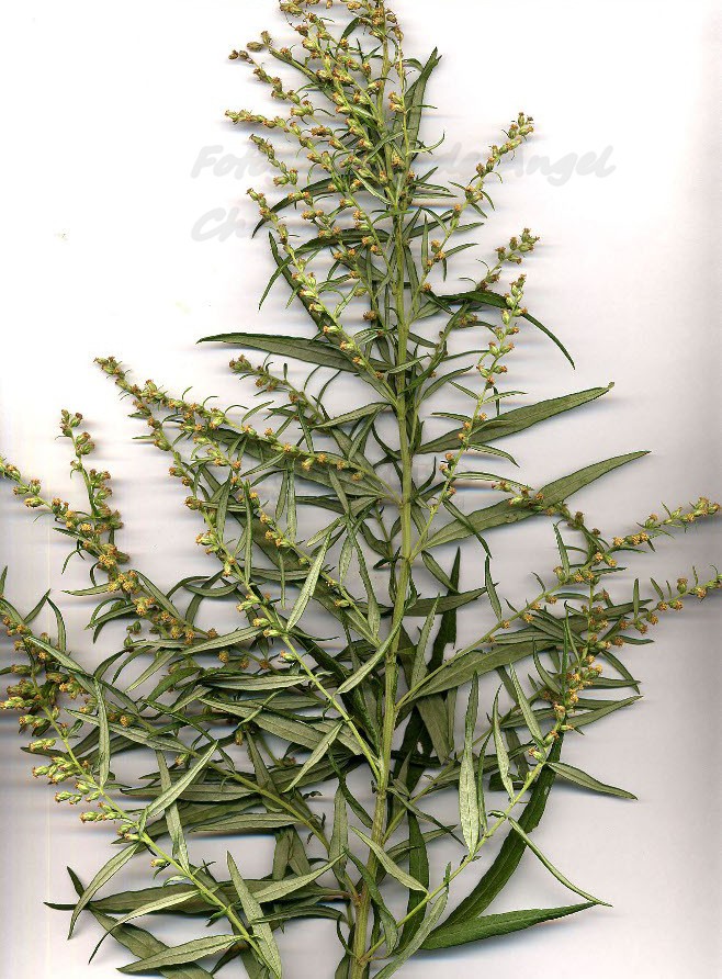 Flora medicinal, alimenticia y artesanal de la Ribera Navarra: enero 2011