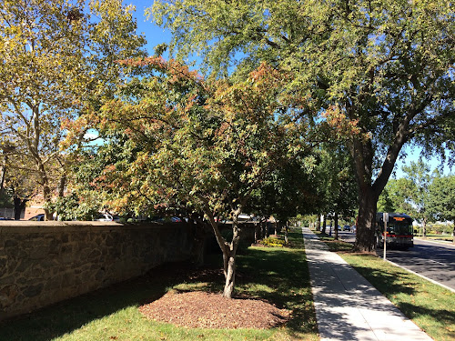 Washington DC Trees: The Scarlet Oak...in all her glory
