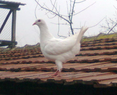 Găină de Banat | Rase-de-Porumbei-ro