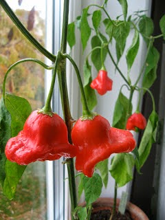 Två sorters chili: Köpta chilisorter