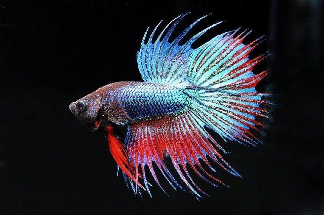 58+ Gambar Ikan Cupang Serit, Gokil!