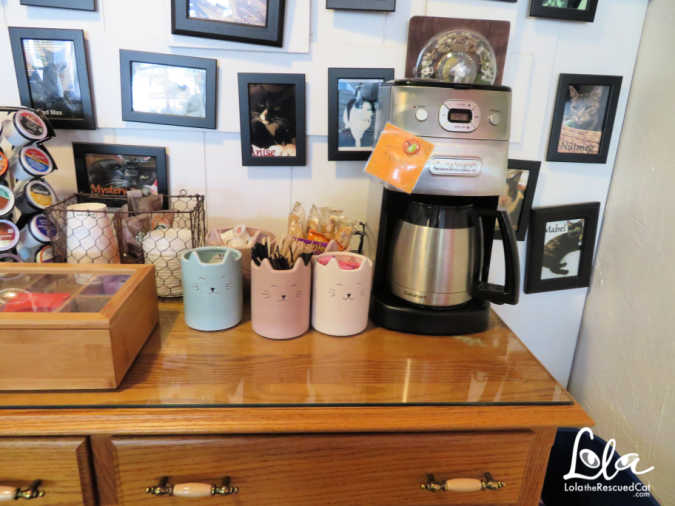 Lola on the Road: Catfé Lounge (Ferndale, MI) | Lola The Rescued Cat