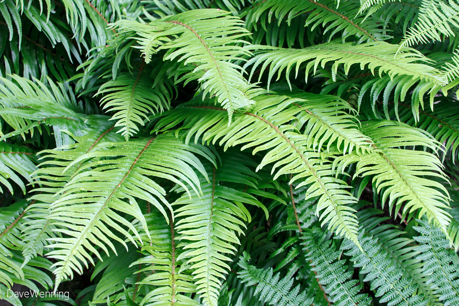Native Plant Gardening: Ferns