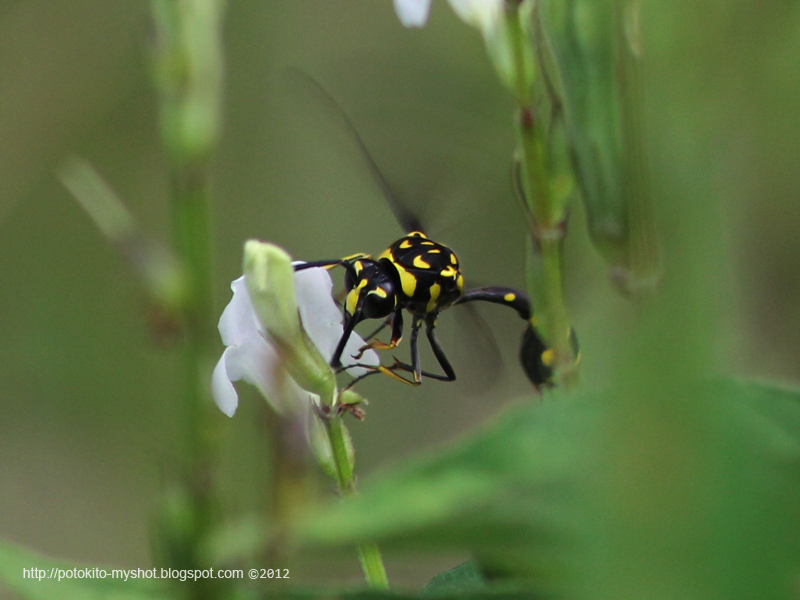 Yellow and Black Potter Wasp (Delta sp.) in Sumatra Indonesia