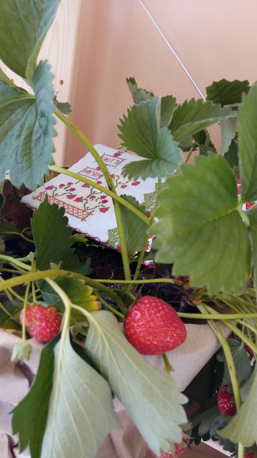 L'AGHINO DI CHICCA: Tra le fragole....