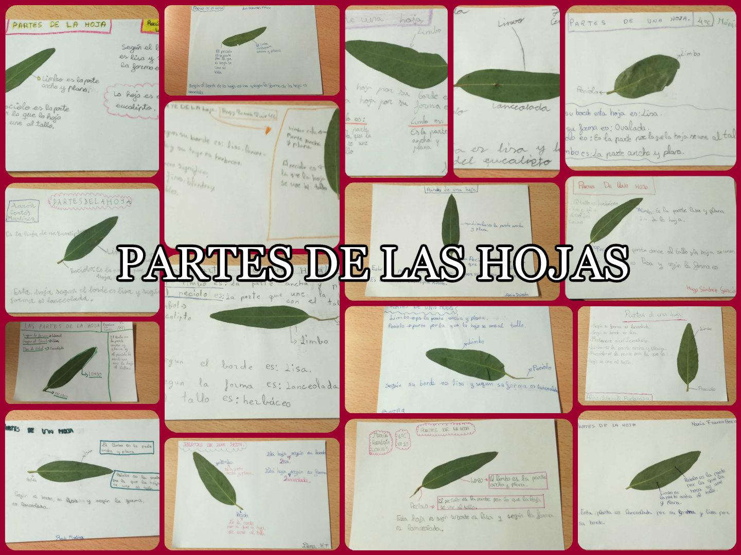 PARTES DE LAS HOJAS | TRABAJANDO LAS COMPETENCIAS