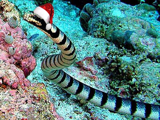 Cindy Goff Blog: 10 Deadly Christmas Snakes-#1 Fierce Snake or Inland ...