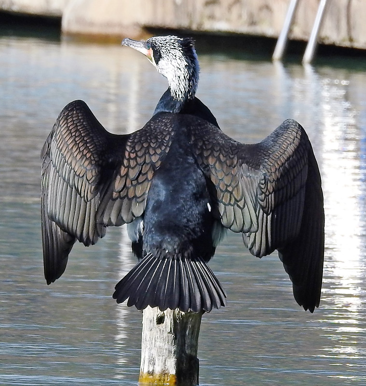 Ocells del meu país - Catalunya: El corb marí gros