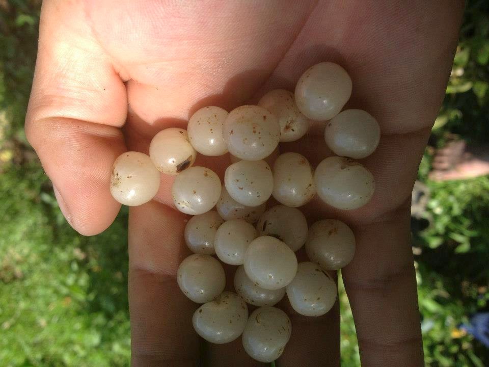 SAN MIGUEL DE PALLAQUES "Puerta del Cielo" / Cajamarca: El delicioso ...