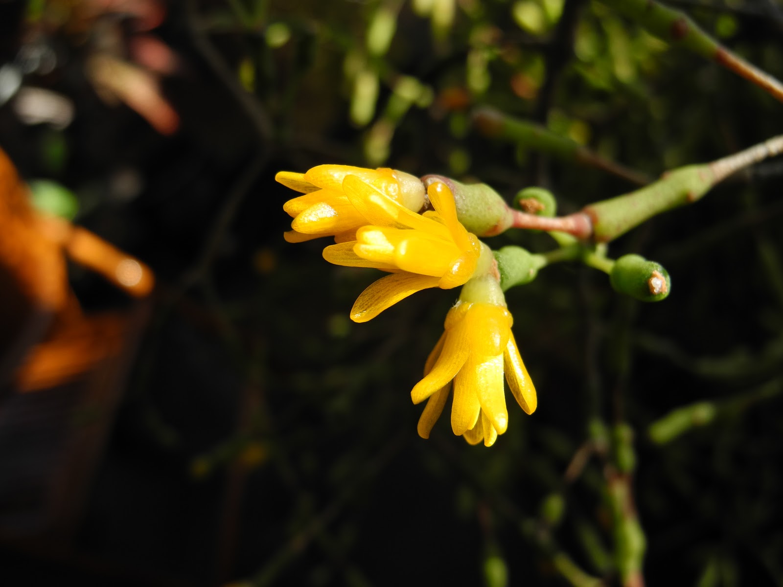 The Phytophactor: Friday Fabulous Flower - Pencil cactus