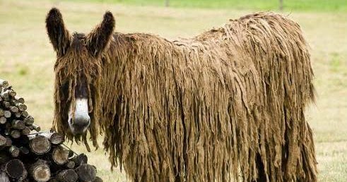 The Poitou - The Donkey with Dreadlocks ~ Kuriositas