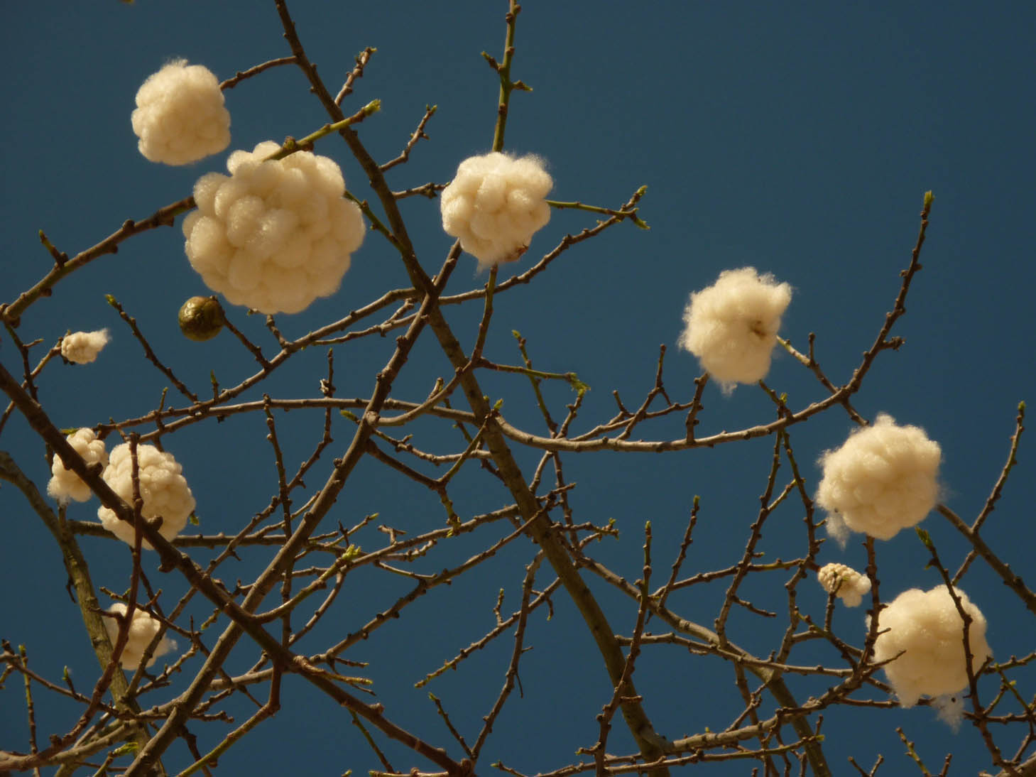 SERRA NATUREZAS: Sumaúma Branca