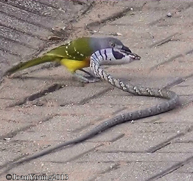 South African Photographs: Small bird attacks snake - Kruger National Park