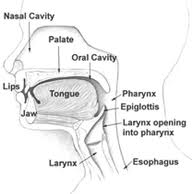Types of Head and Neck Cancer (4) General Information About Metastatic ...