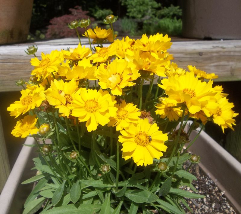 Future Plants by Randy Stewart: Coreopsis