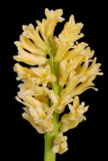 julie liles floral & event design: Flower of the Week: Hyacinth