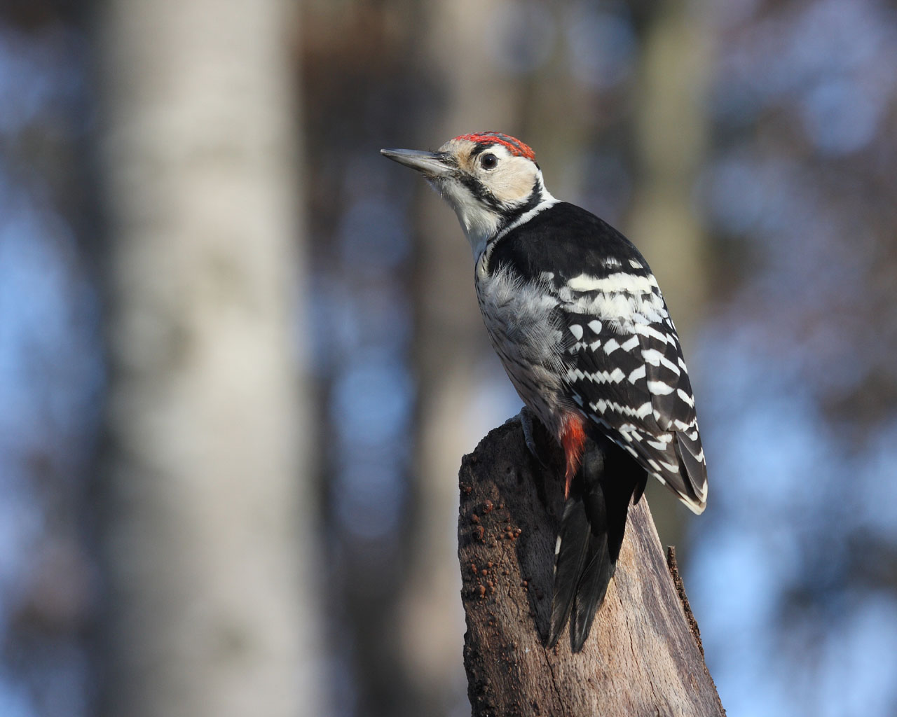 Woodpeckers of the World: Picid in Focus: White-backed Woodpecker ...