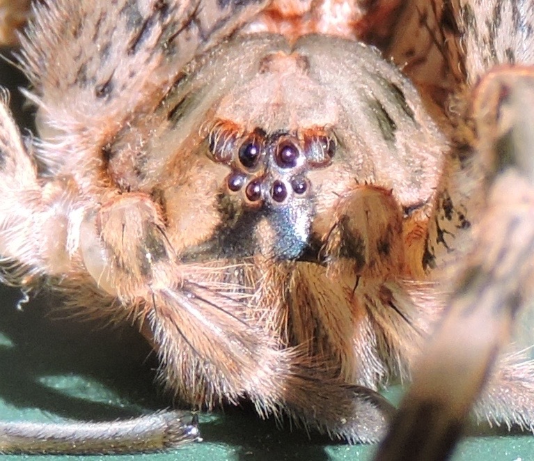 Springfield Plateau: Bleeding Spider