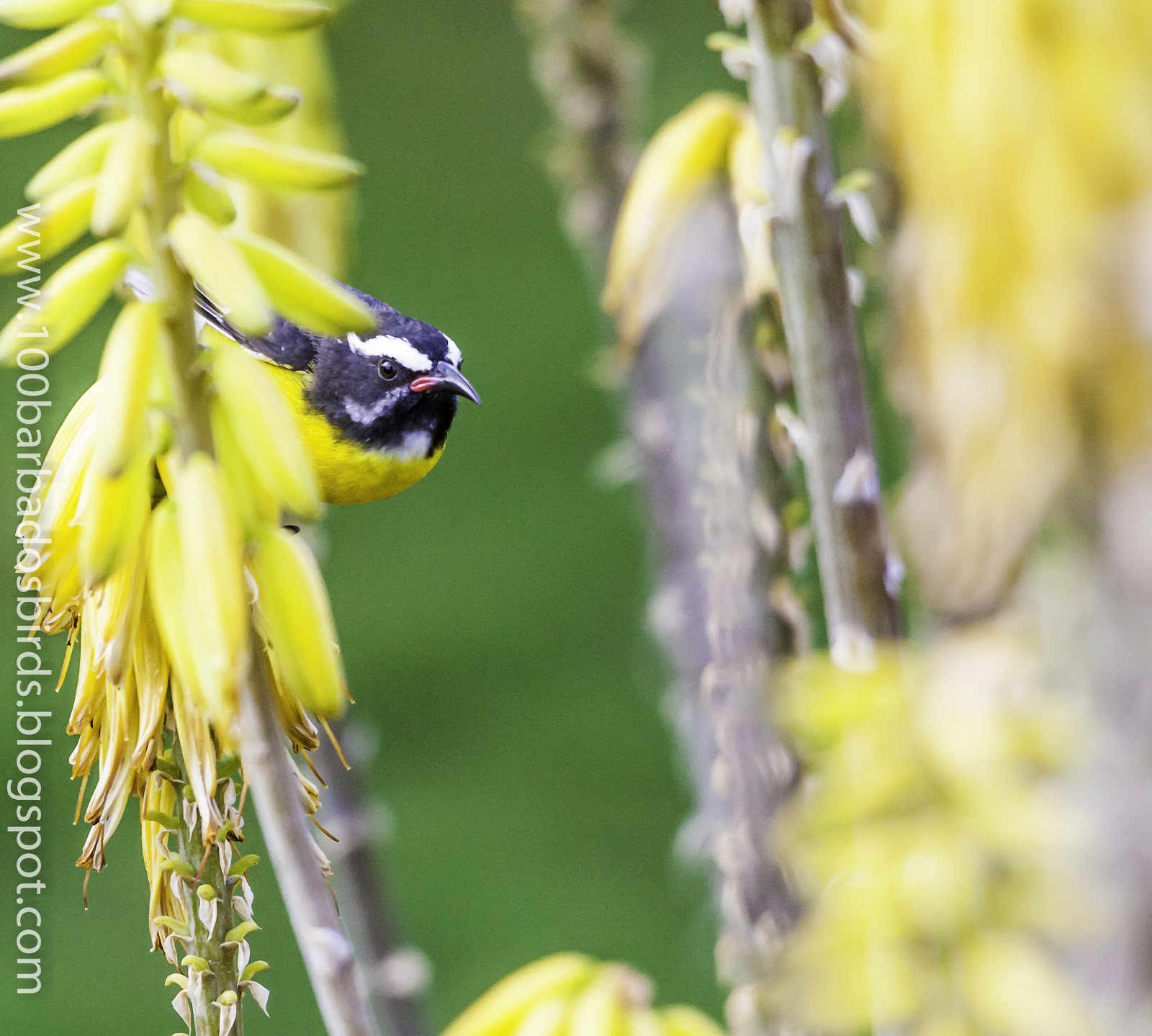 Birds of Barbados: A Year of Birds
