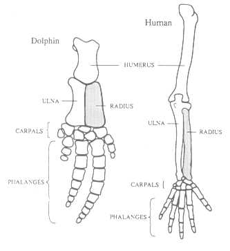 The Southern Sloth: Homologous and Analogous Traits