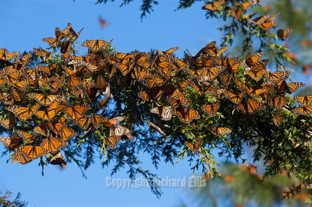 Cal Poly BIO 502: When Monarchs take flight