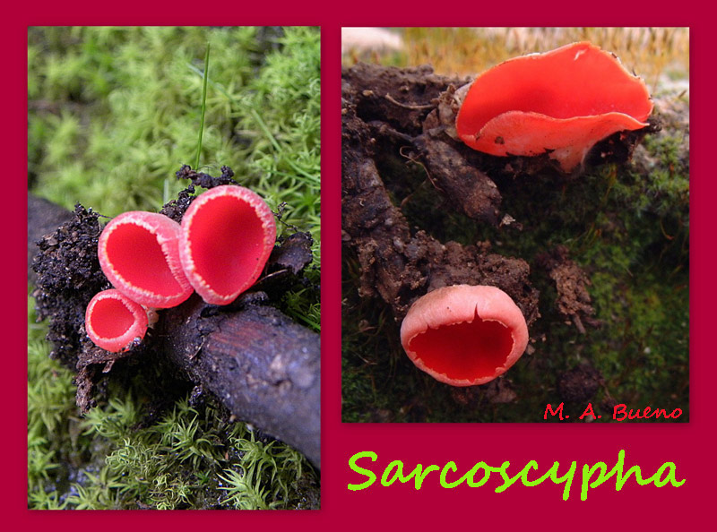 FOTO NATURA HUESCA 2: HONGOS Sarcoscypha (Fr.) Boud. 1885 саркосци́фа,