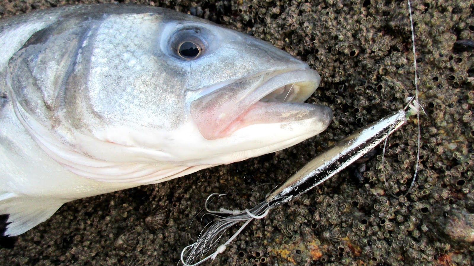 solorobalizas: Robalo pescado con chivo de 60 gramos desde costa