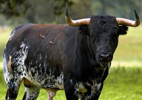 NOTASDELAFIESTA.BLOGSPOT.COM: LA BELLEZA DEL TORO EN EL CAMPO ...