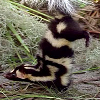 Skunk handstand and defensive spray