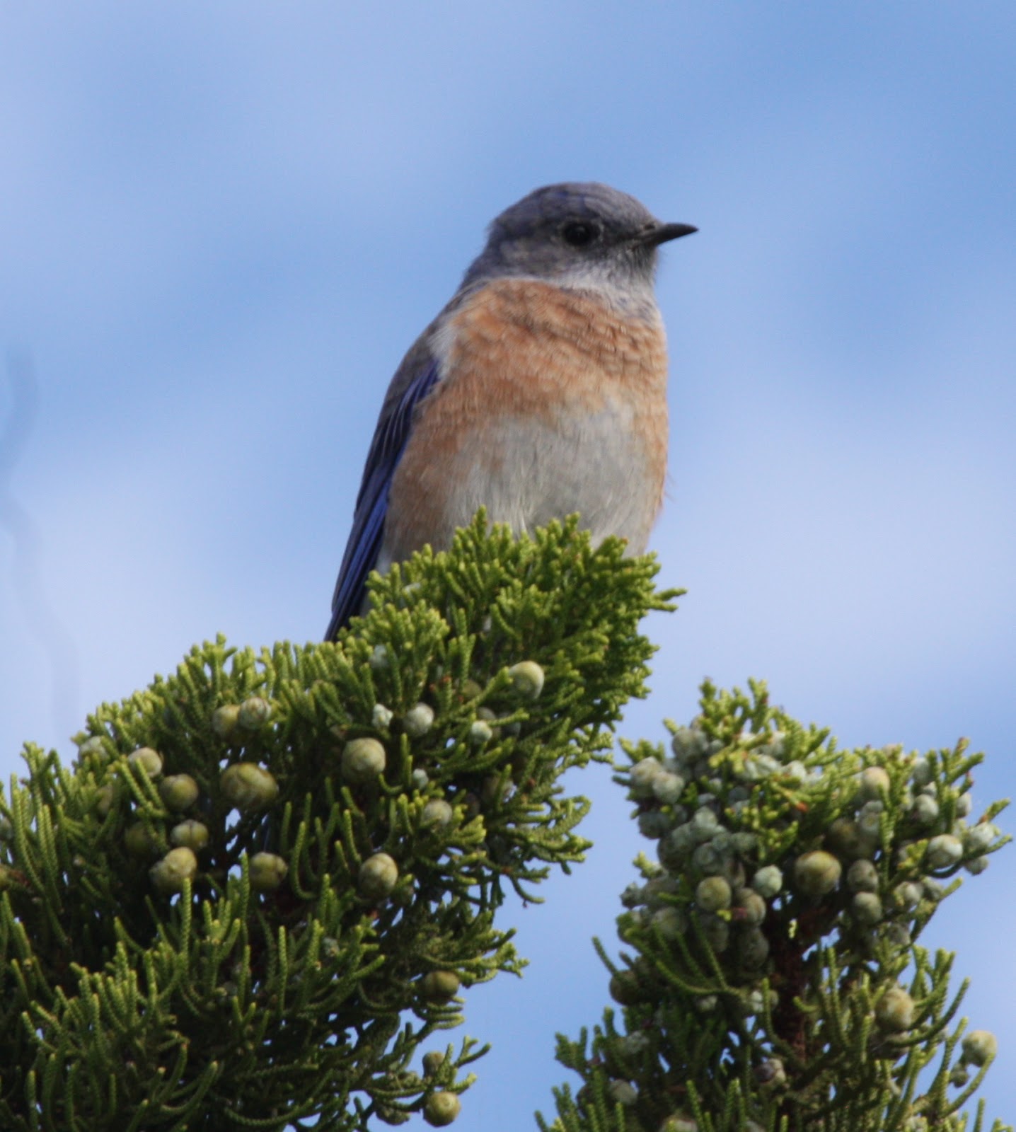 Francis Julian Montgomery Photography: Western Bluebird - Adult Female ...
