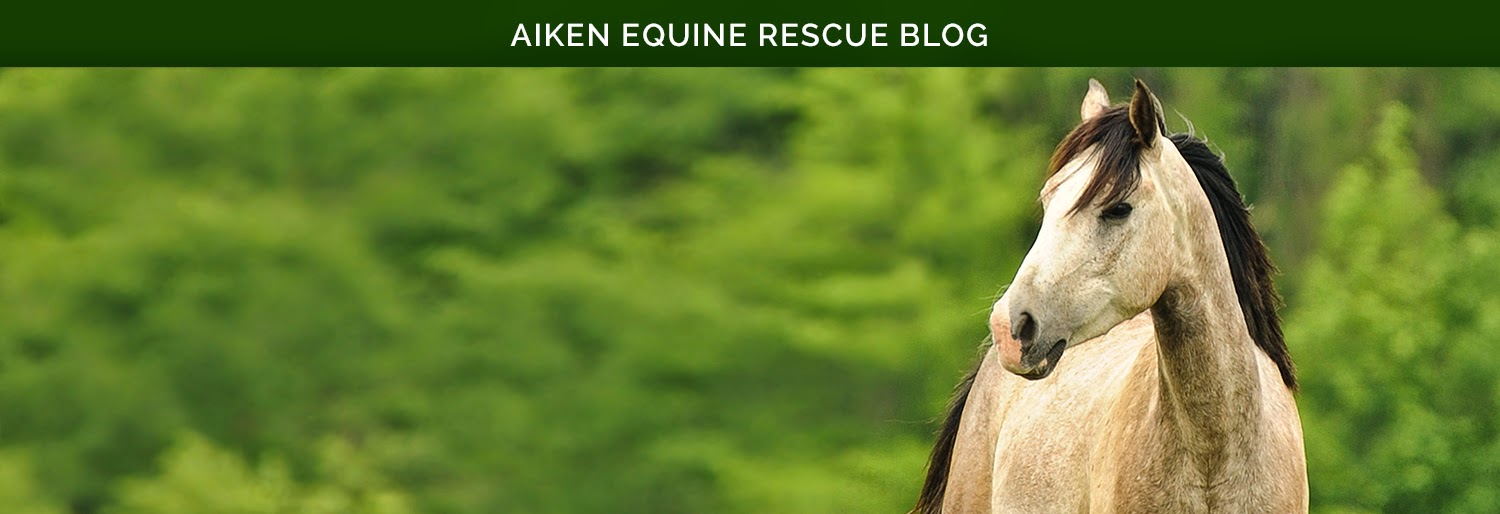 Aiken Equine Rescue
